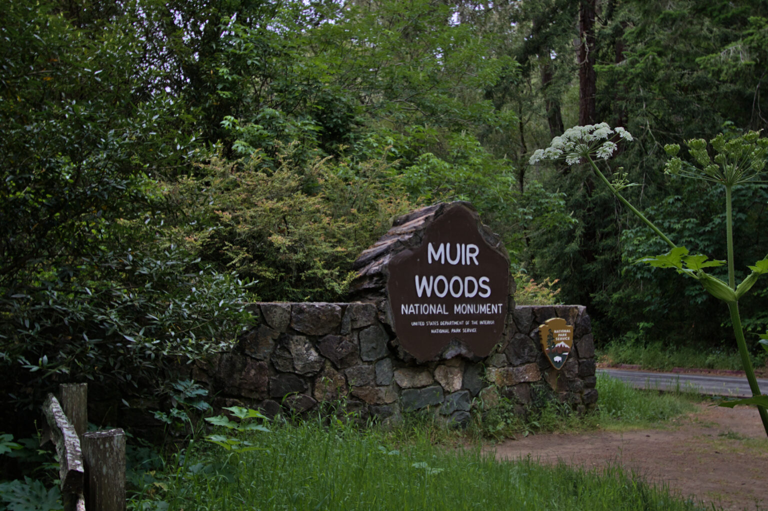 4 Great Reasons to Visit Muir Woods with Kids plus Tips to Plan Your ...