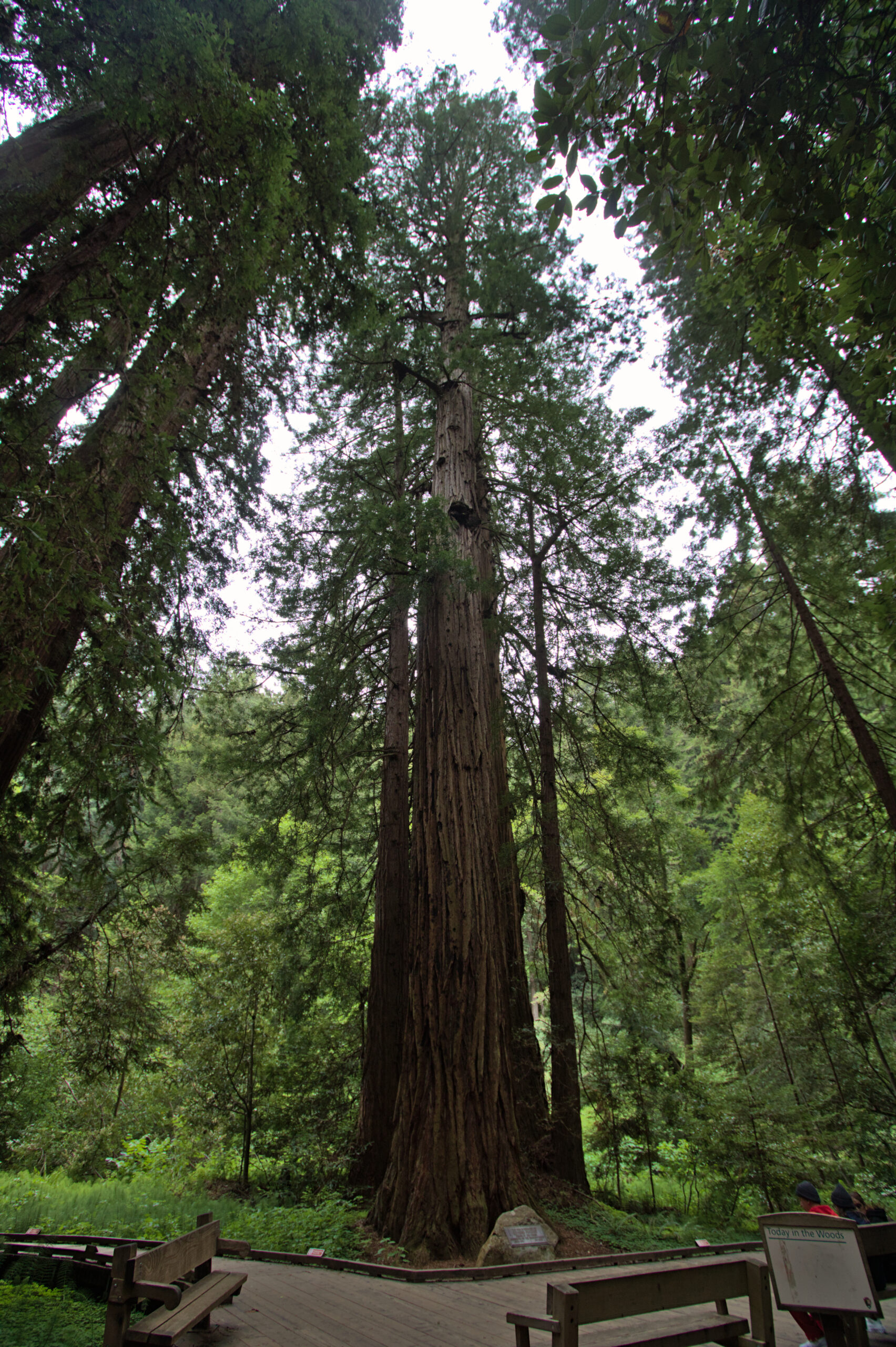 4 Great Reasons to Visit Muir Woods with Kids plus Tips to Plan Your ...