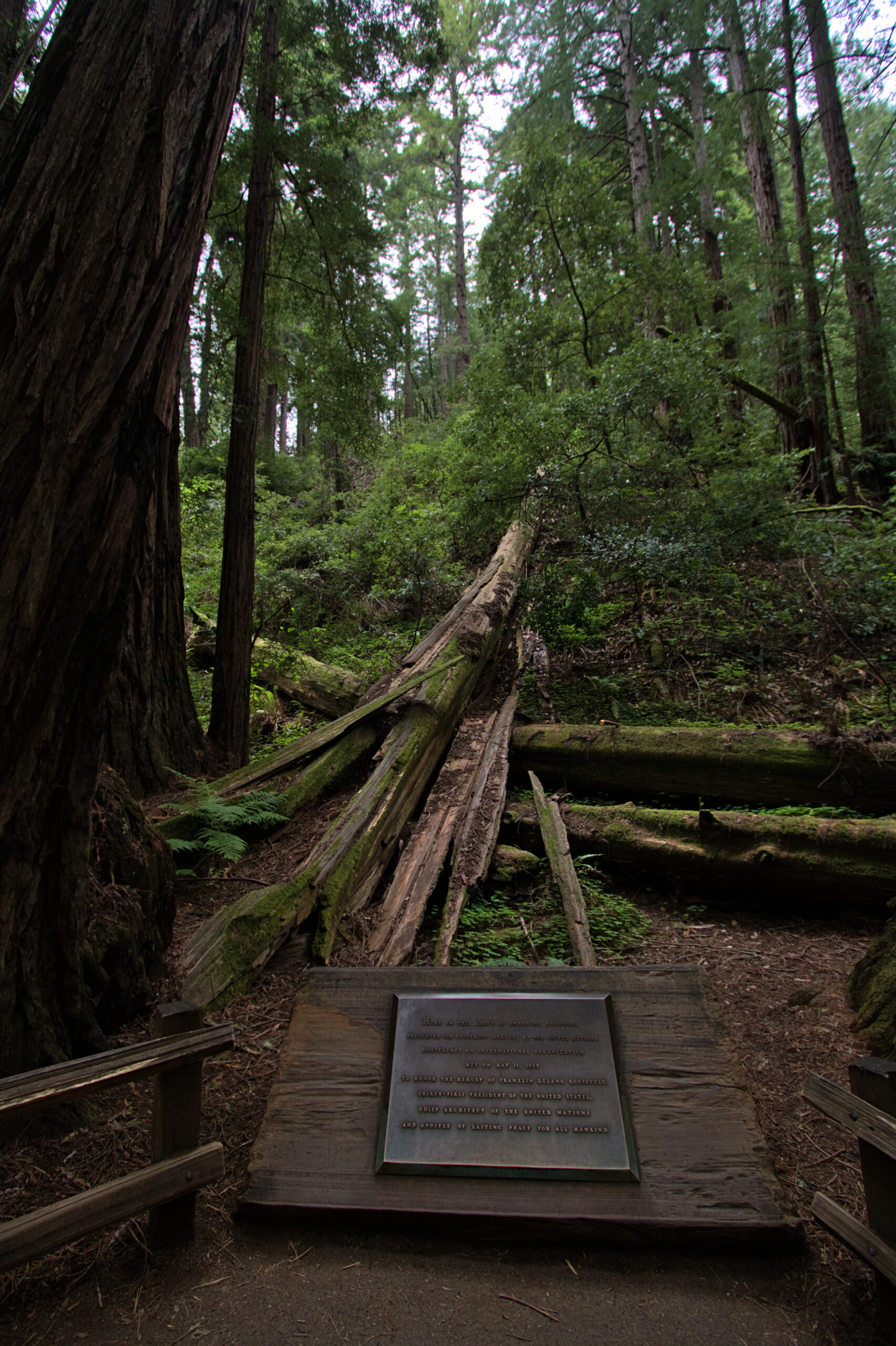 4 Great Reasons to Visit Muir Woods with Kids plus Tips to Plan Your ...