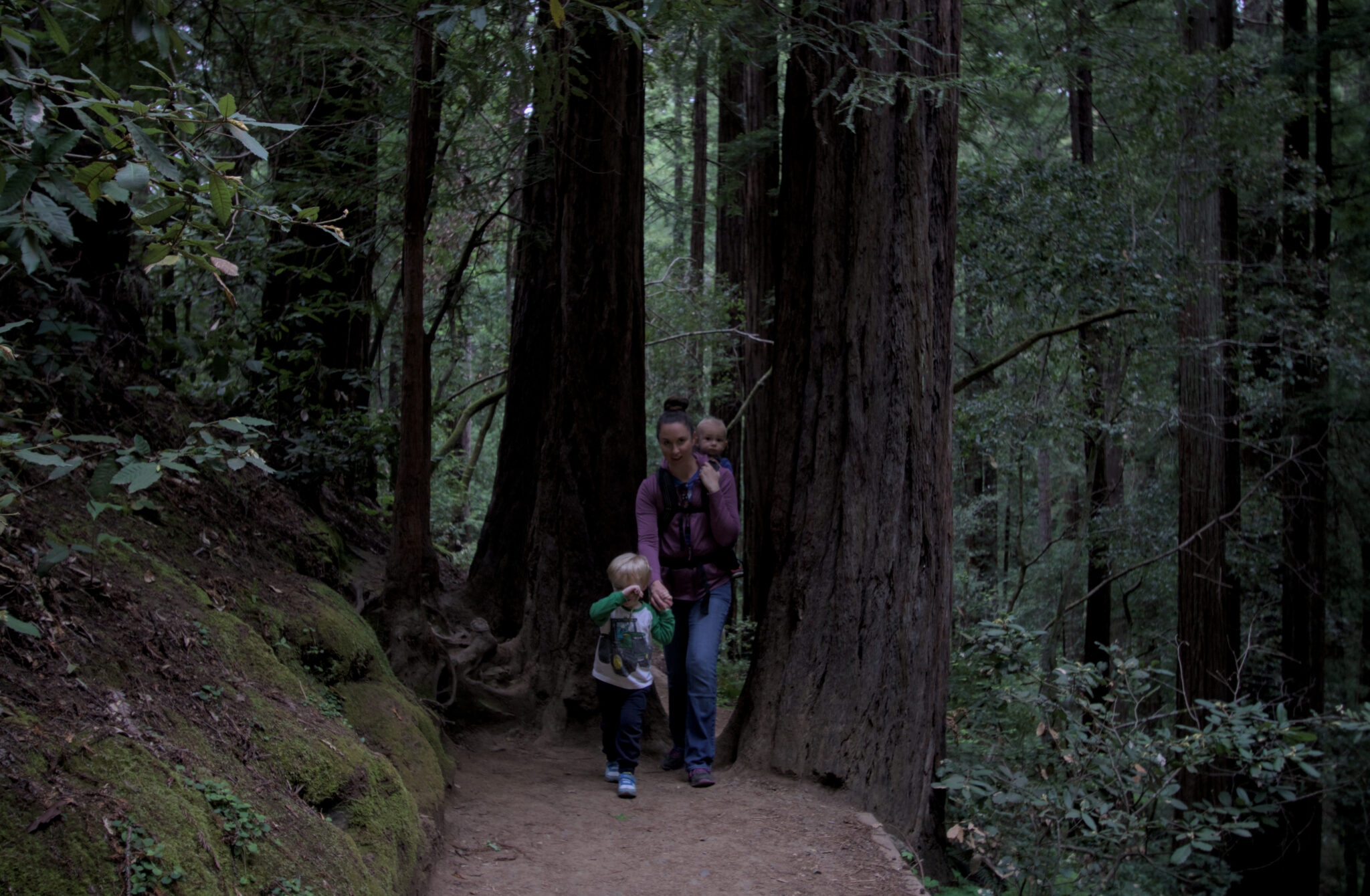 4 Great Reasons to Visit Muir Woods with Kids plus Tips to Plan Your ...