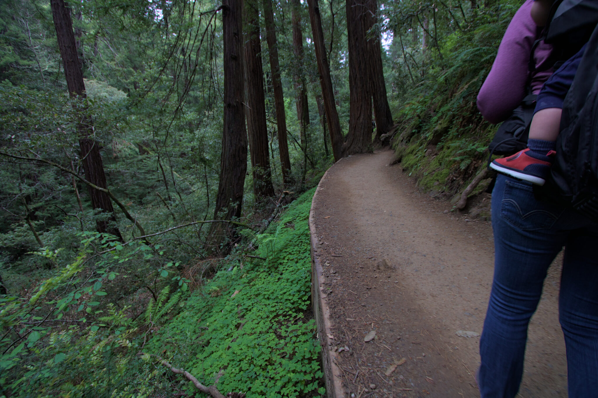 4 Great Reasons to Visit Muir Woods with Kids plus Tips to Plan Your ...