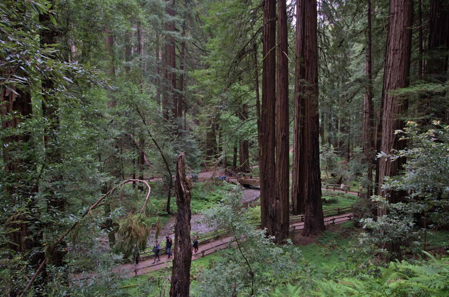 4 Great Reasons to Visit Muir Woods with Kids plus Tips to Plan Your ...