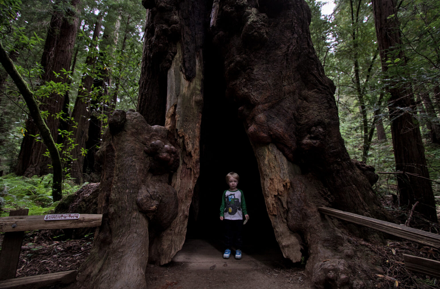 4 Great Reasons to Visit Muir Woods with Kids plus Tips to Plan Your ...