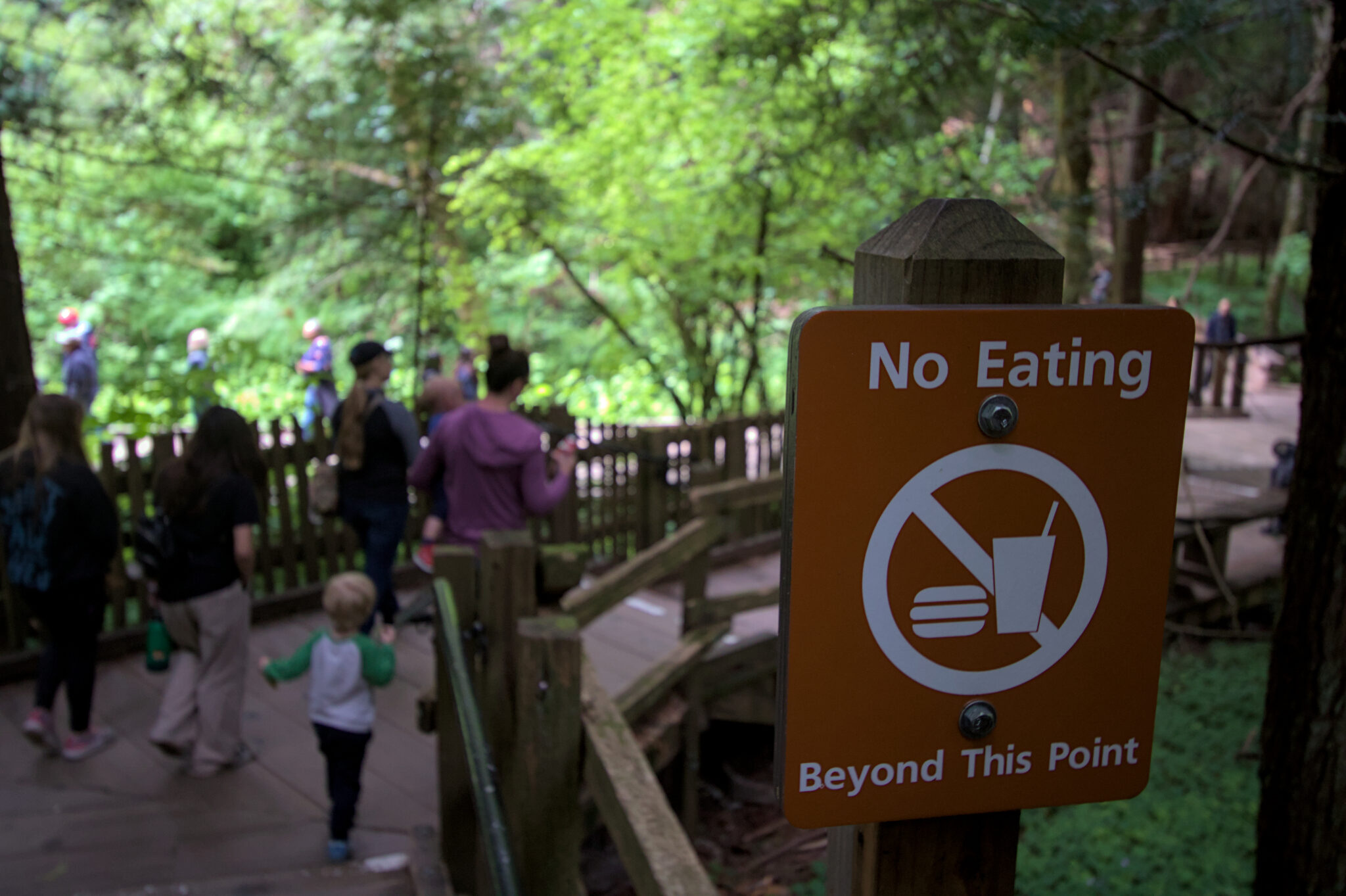 4 Great Reasons to Visit Muir Woods with Kids plus Tips to Plan Your ...